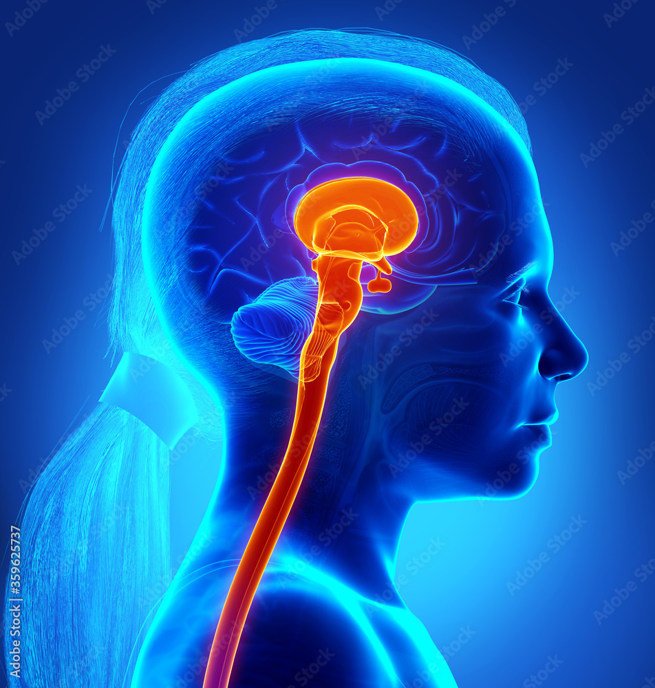 3d rendering medical illustration of brainstem Stock Illustration ...