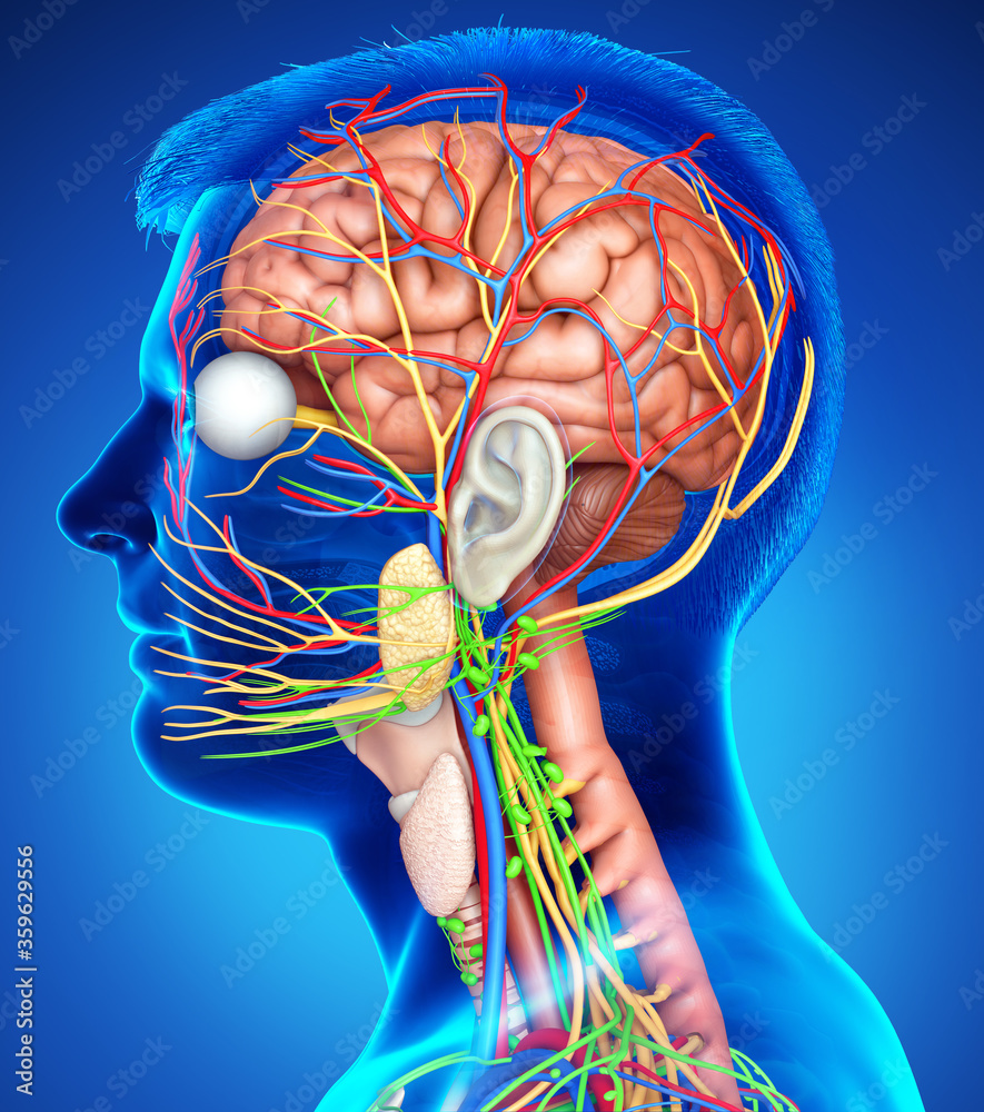 3d rendered medically accurate illustration of a male brain anatomy ...