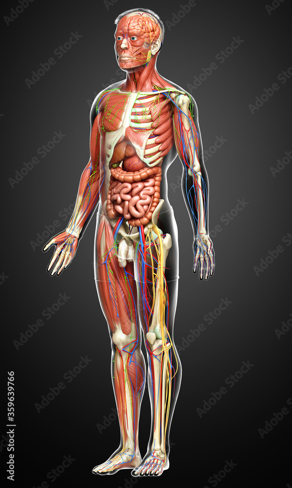 3d rendered medically accurate of the male anatomy Stock Illustration ...