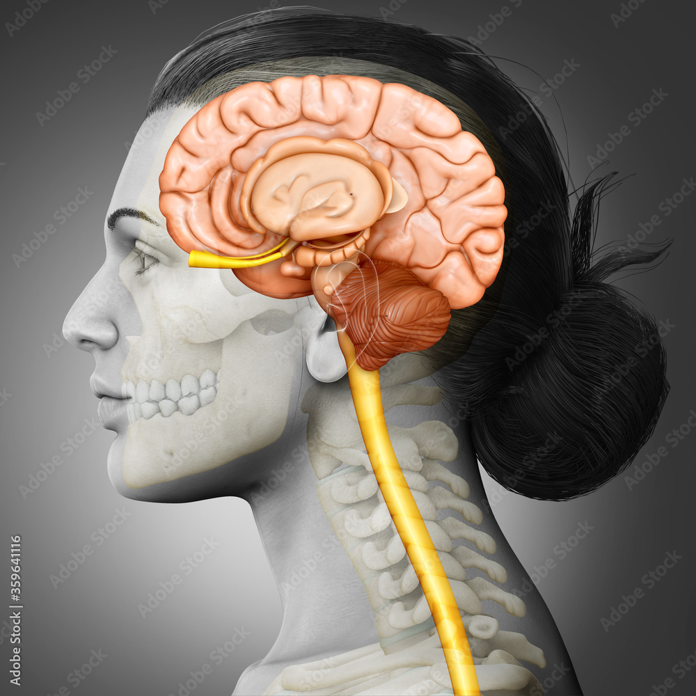 3d rendering medical illustration of Female brain anatomy Stock ...