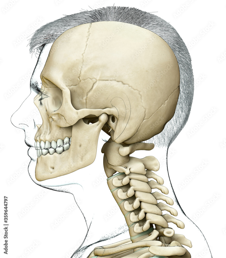 3d rendered, medically accurate illustration of a male scull and neck ...