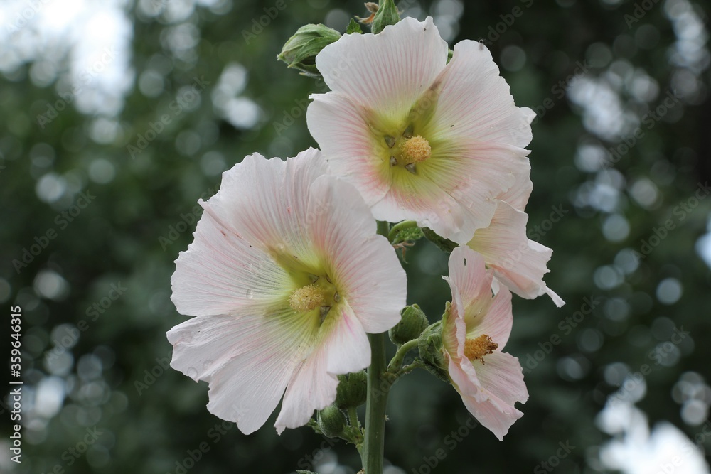Marshmallow flower (Althaea officinalis) is a useful plant for human ...