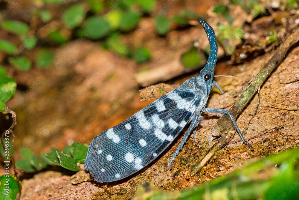 Lantern Bug, Planthopper, Hemipteran, Pyrops maculatus, Sinharaja ...