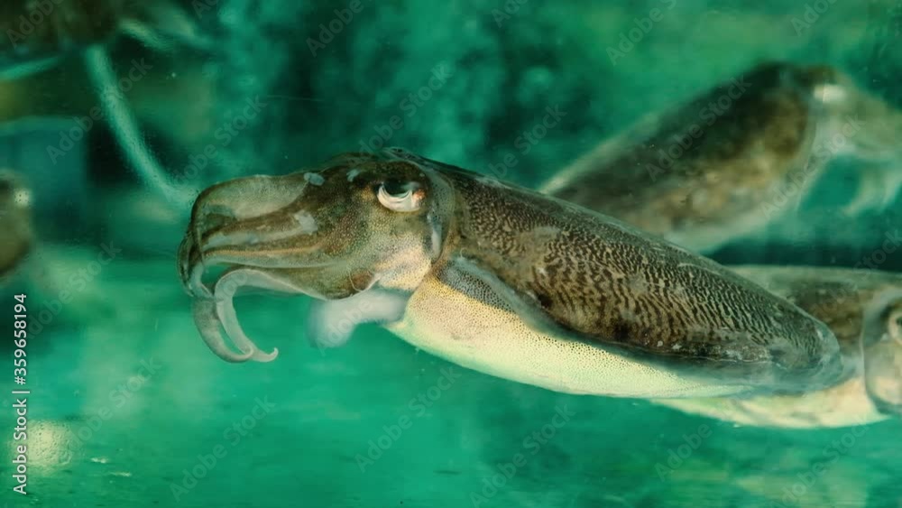 Chinese Cuttlefish in a green water aquarium Stock Video | Adobe Stock