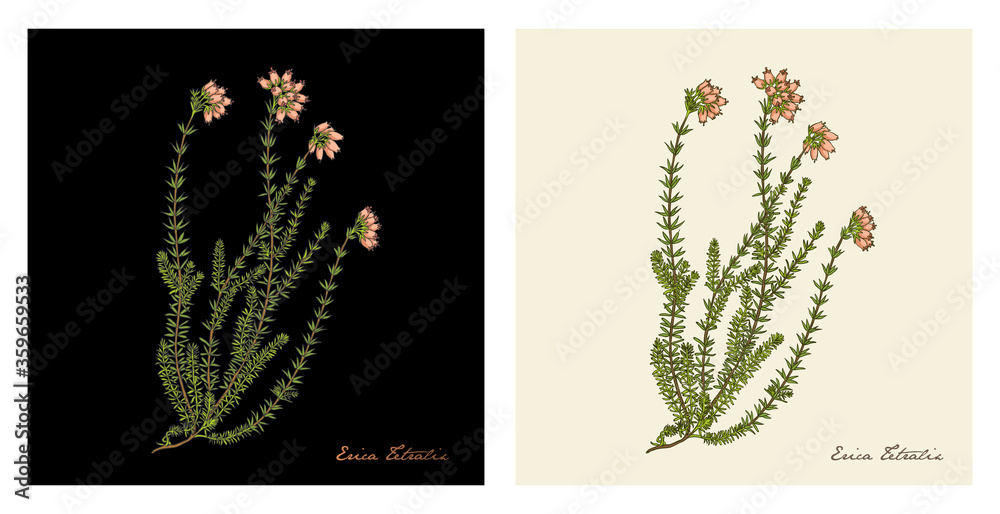 Erica carnea plant botanical vector illustration Stock Vector | Adobe Stock