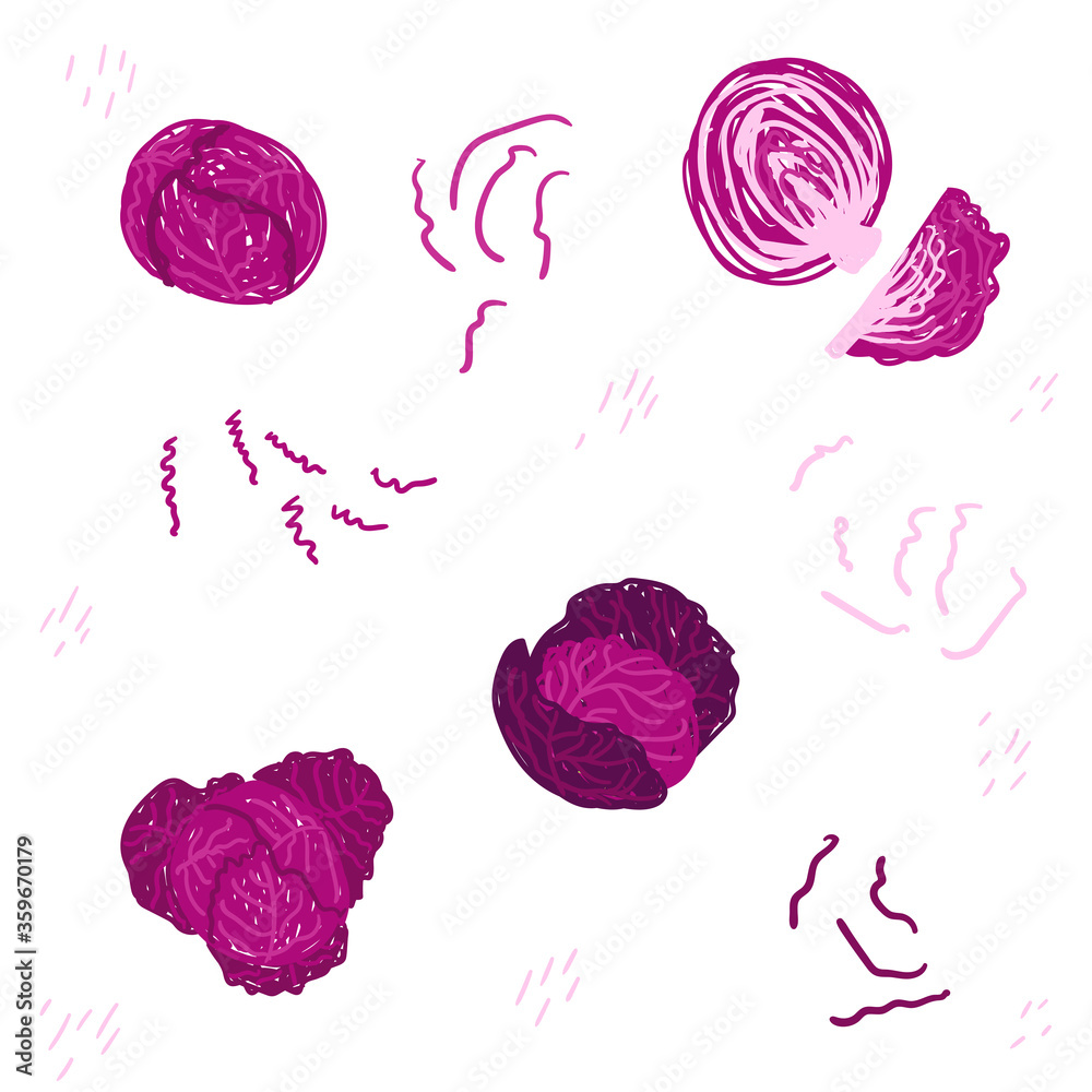 Purple cabbage set. Pink cabbage vector illustration collection. Whole ...