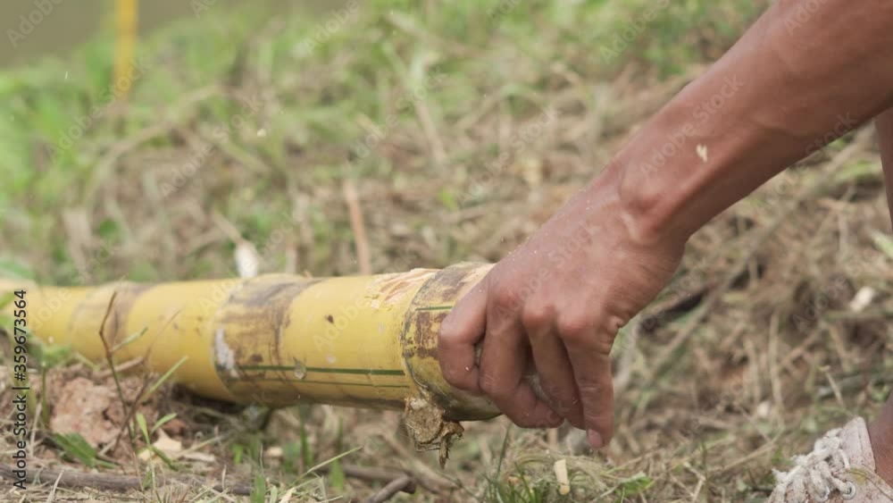 Close Up Sugarcane Harvesting. Sugar Cane farm in Harvesting with peel ...