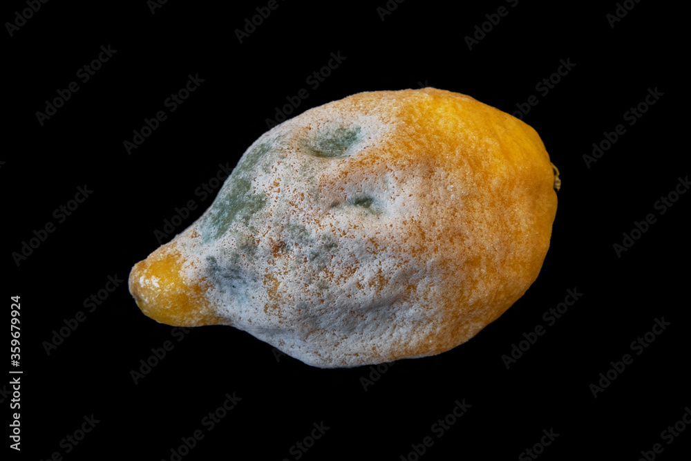One isolated rotten lemon against a black background, old fruit long ...