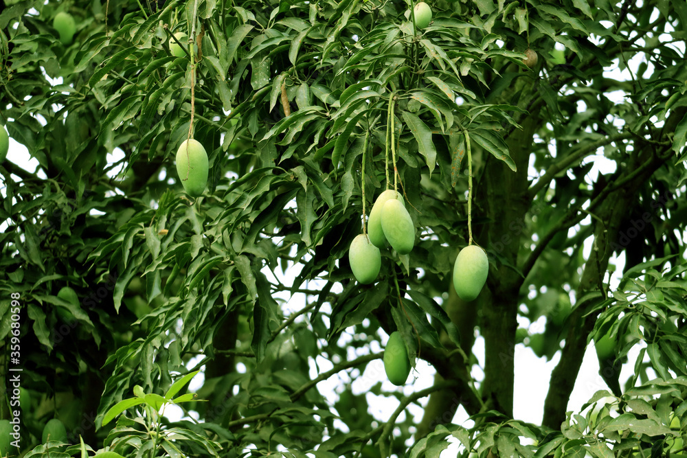 Fresh Green Mango hanging on mango tree Stock Photo | Adobe Stock