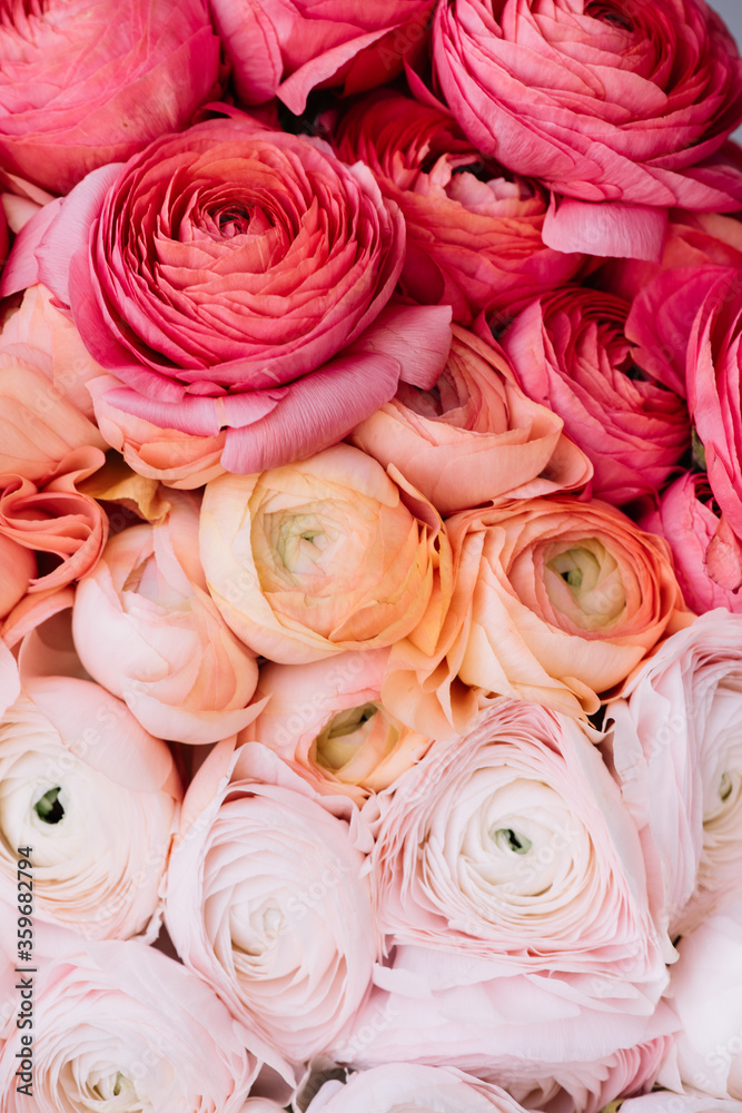Beautiful vertical ombre texture of fresh blossoming ranunculus flowers ...