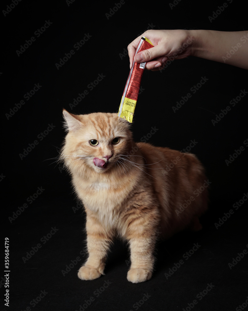 Foto de young woman is giving a treat to her beloved cat. the cat ...