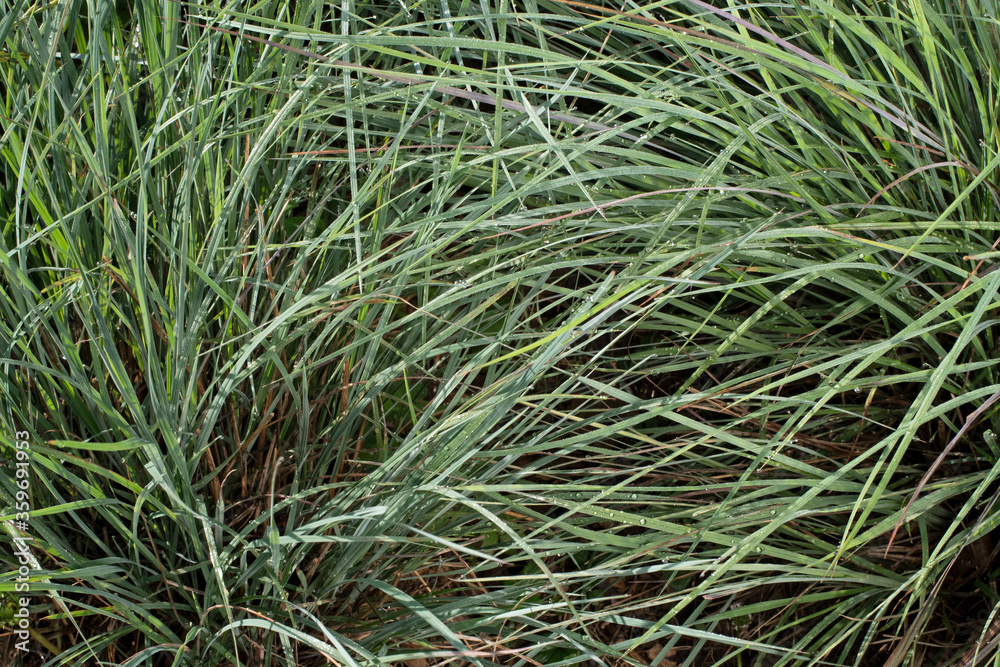 Little bluestem cloaked in dew in the early morning sun. Also known as ...