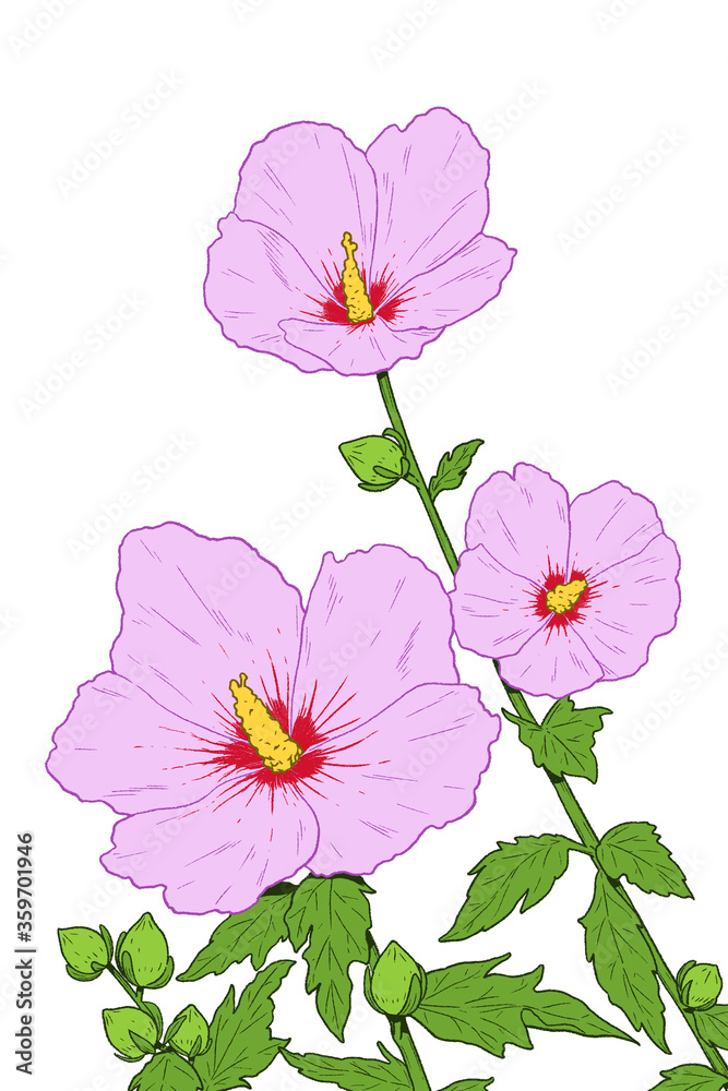 Korean National Flower Drawing