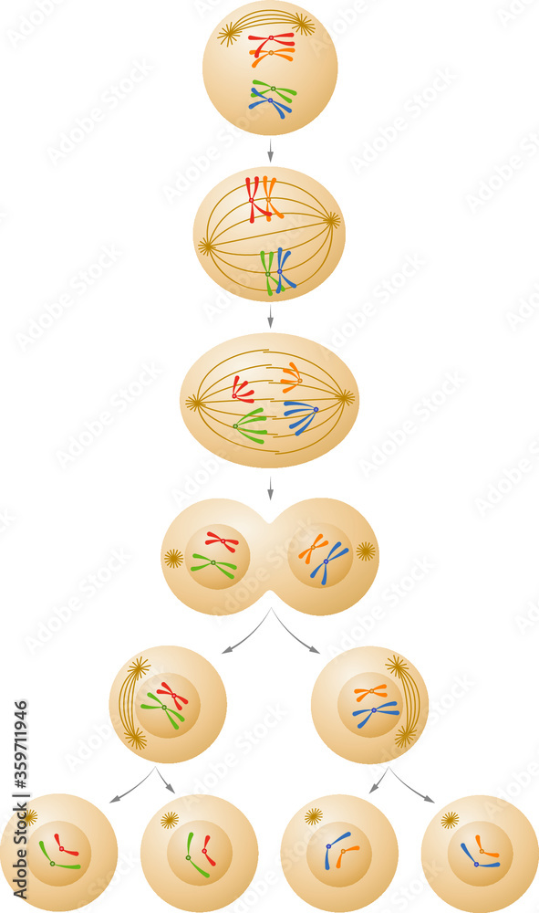 Meiosis cell division illustration Stock Vector | Adobe Stock