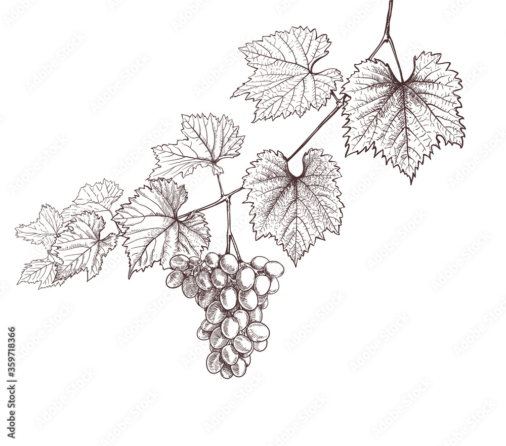 grapevine and grapes hand drawing on white. wine leaves and bunch of ...