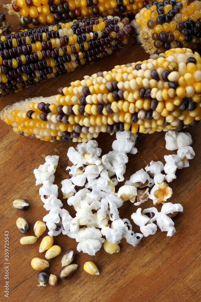 Vertical image of ears of 'Indian Berries' flint corn (Zea mays), with ...