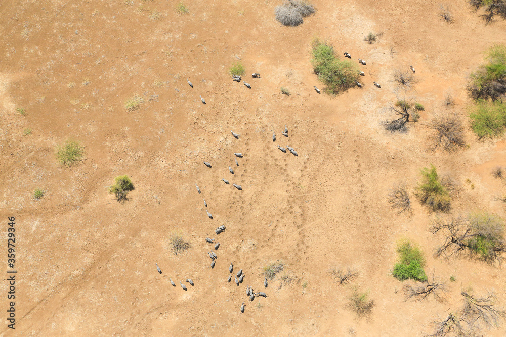 Aerial view of a herd of Burchell's zebras (Equus quagga) in the ...
