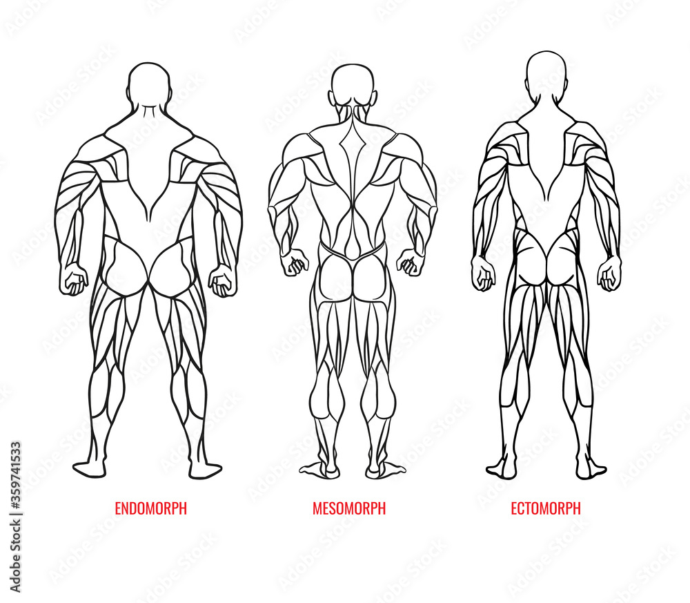 Men body types diagram with three somatotypes vector. Ectomorph ...