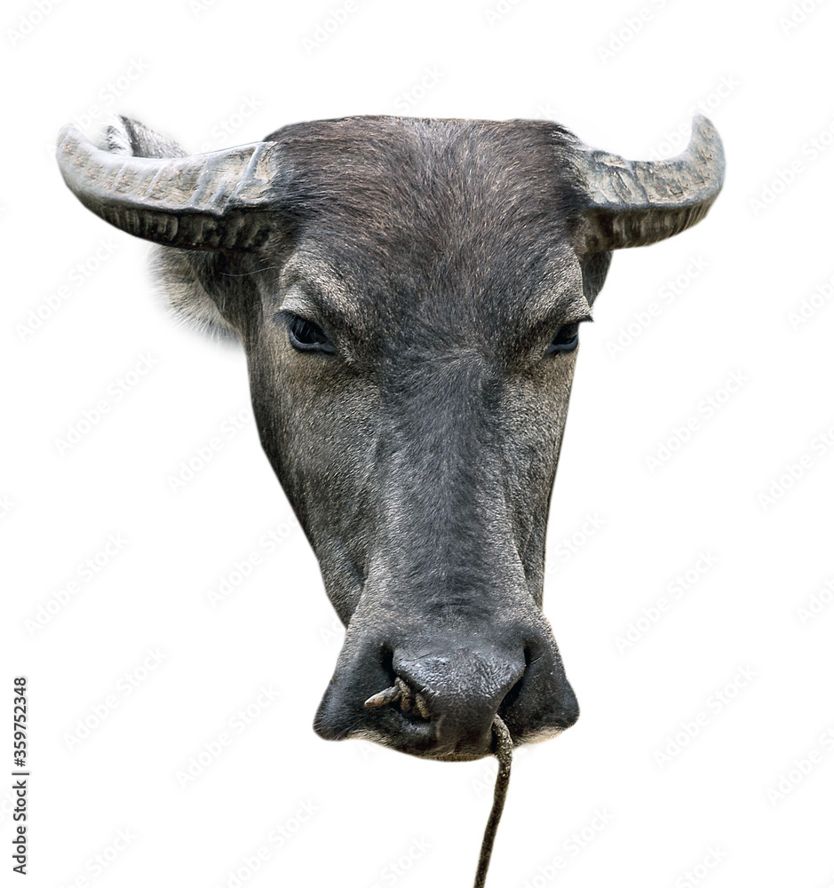 Buffalo or carabao head of an Ox Black bull isolated Stock Photo ...