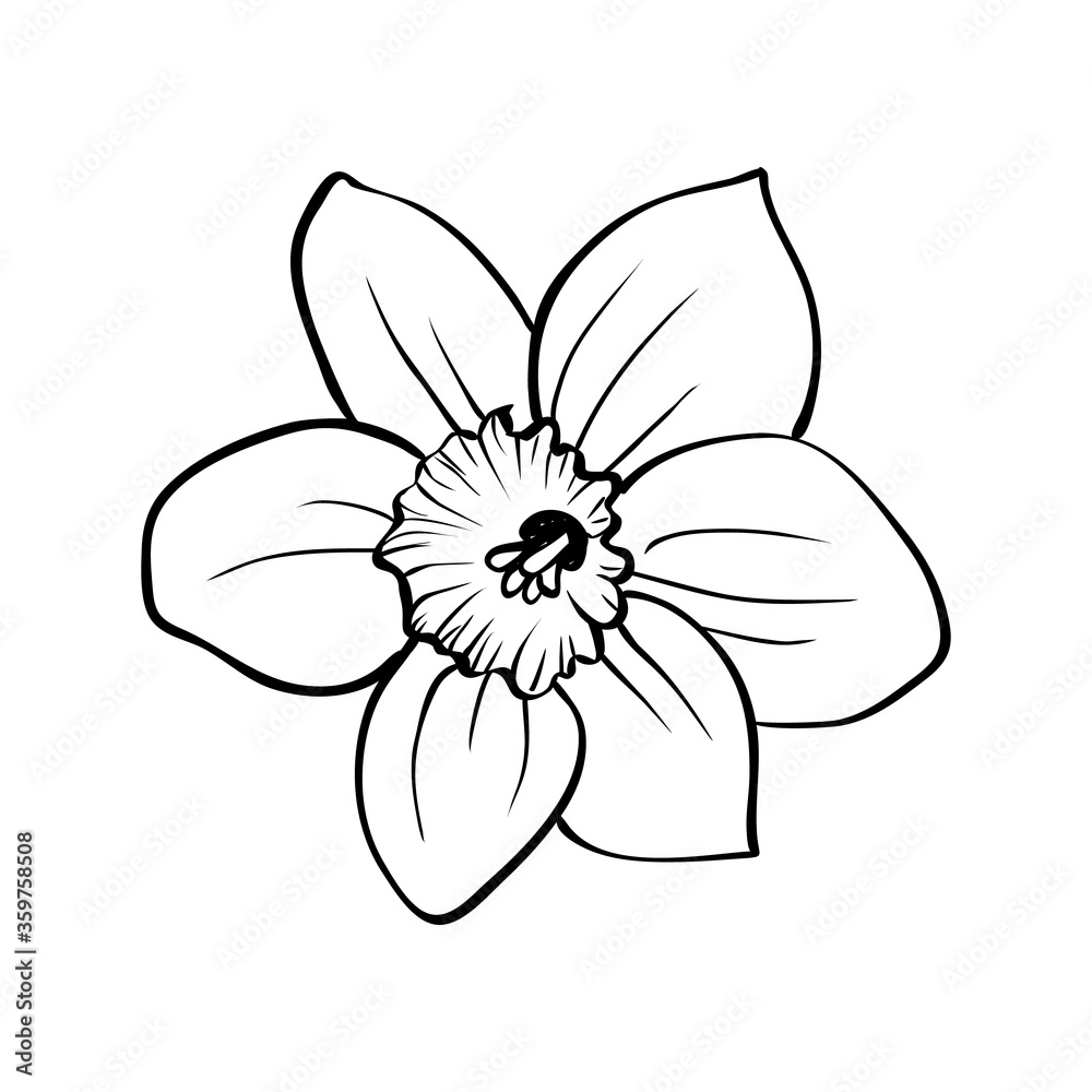Narcissus flower isolated on white background. Outline hand drawing ...