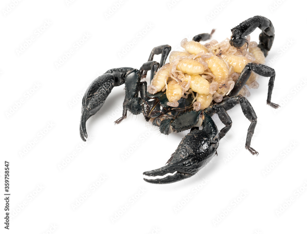 Emperor Scorpion Babies