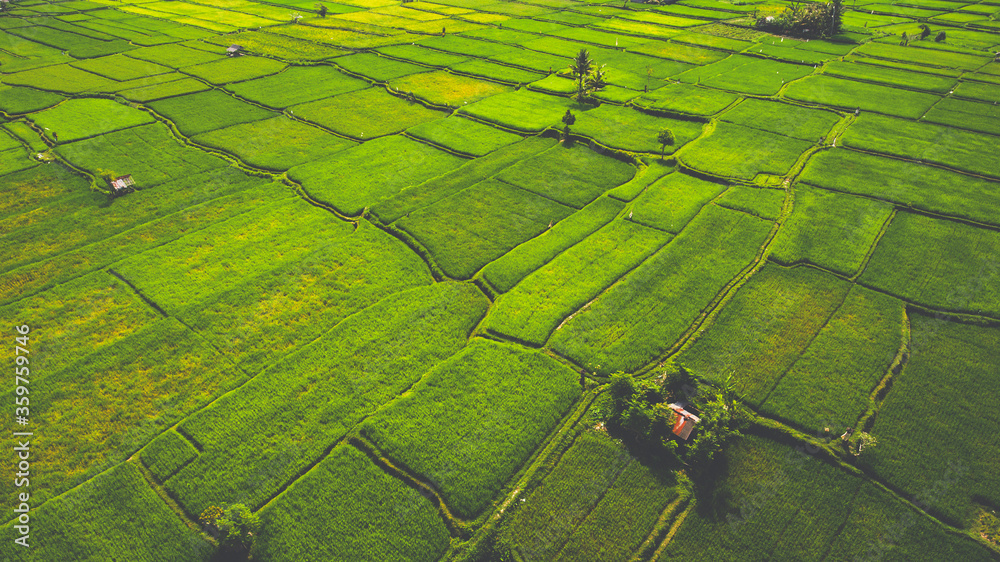 Aerial photo from flying drone of a farm with growing millet and rice ...
