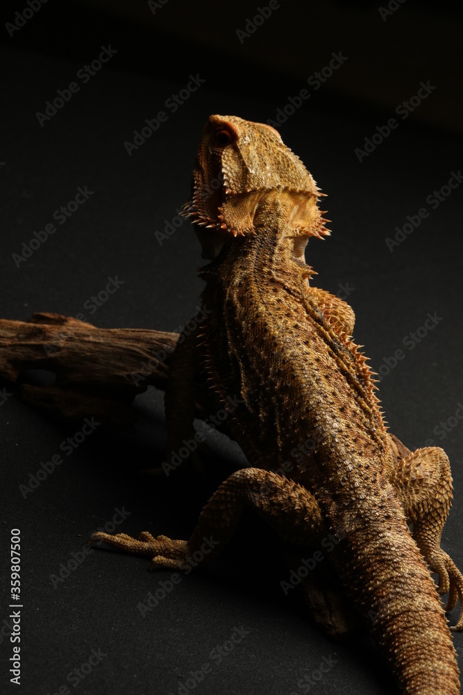 A Central netted dragon or central netted ground dragon, Ctenophorus ...