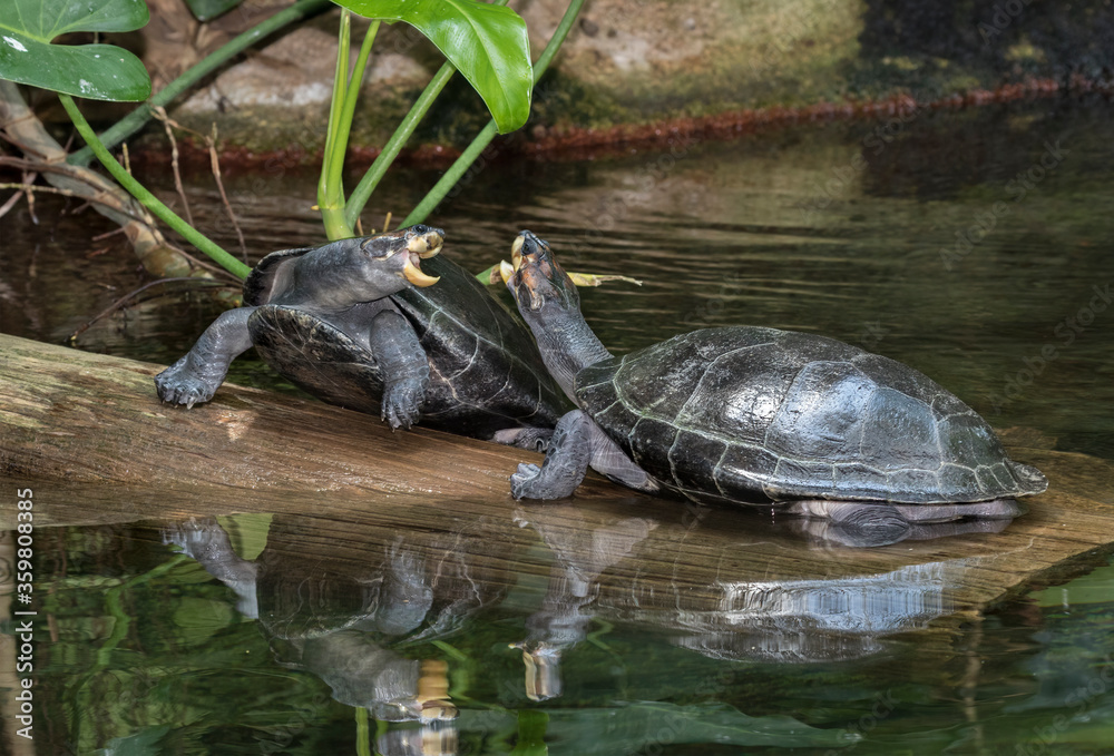 Two yellow spotted river turtles ( Podocnemis unifilis) in fight Stock ...