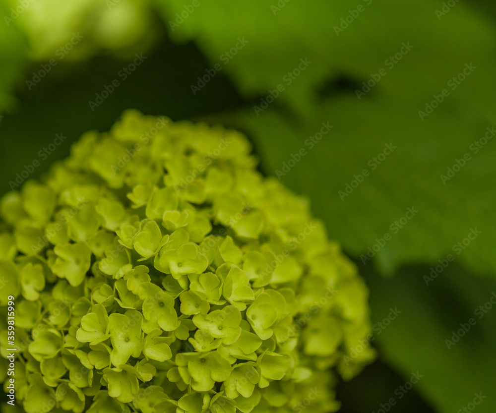 Snowball tree flowers,Chinese snowball viburnum, Stock Photo | Adobe Stock