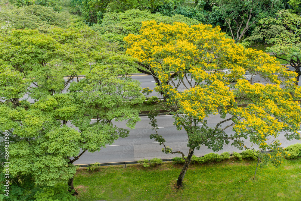 Top down view of tree with yellow blossoms Stock Photo | Adobe Stock