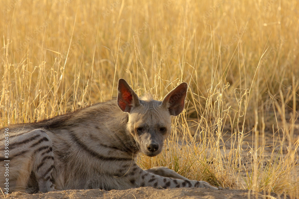 Striped Hyena (Hyaena hyaena) from grasslands of blackbuck national ...