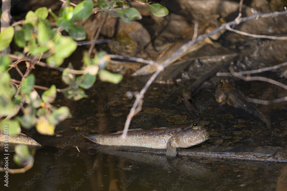 Mudskipper Amphibious fish Oxudercinae in Thailand exotic Stock Photo ...