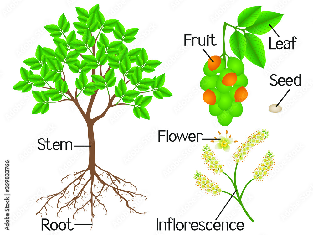 Parts of melicoccus bijugatus spanish lime or ginepa, mamoncillo tree ...