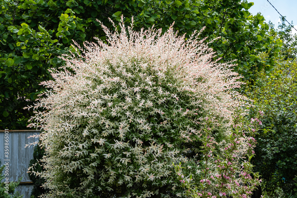 Japanese willow Salix integra Hakuro-Nishiki in landscaped garden ...