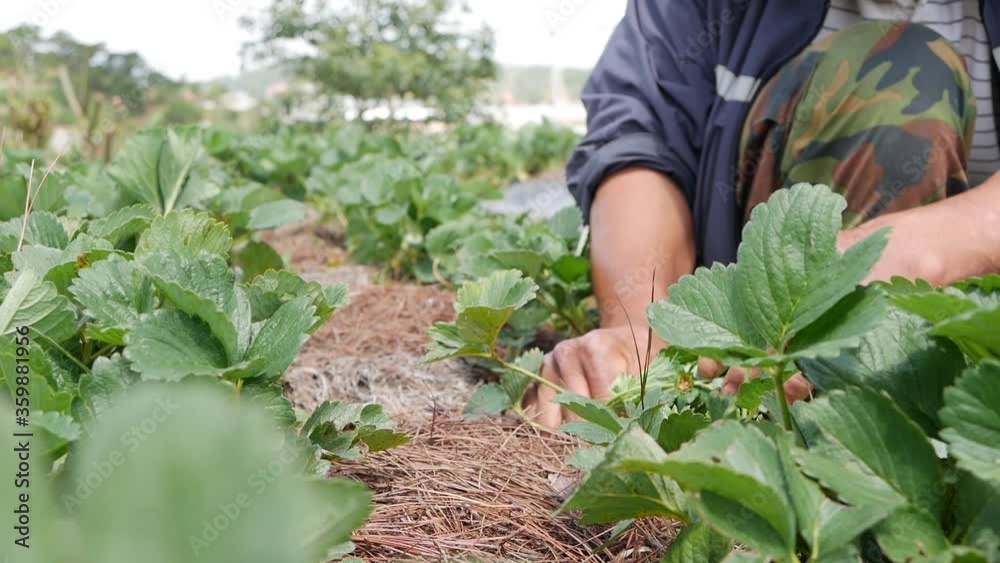 Farmer works on strawberry plantation. Organic farming. Agriculture and ...