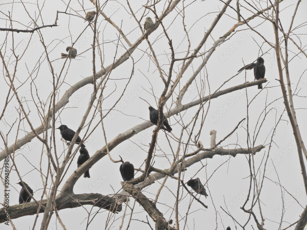 black starlings and a gray crow are sitting on the branches of a dried ...