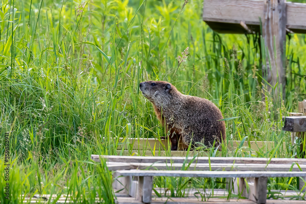 The groundhog, also known as a woodchuck is native American animal ...