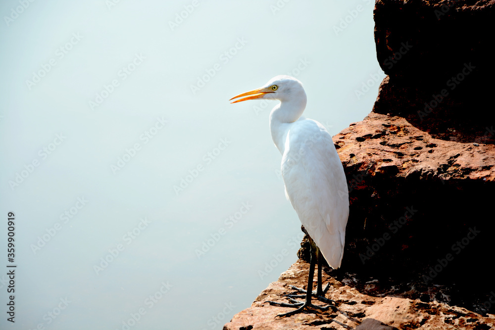Great white Egret Bird (bagula) Stock Photo | Adobe Stock