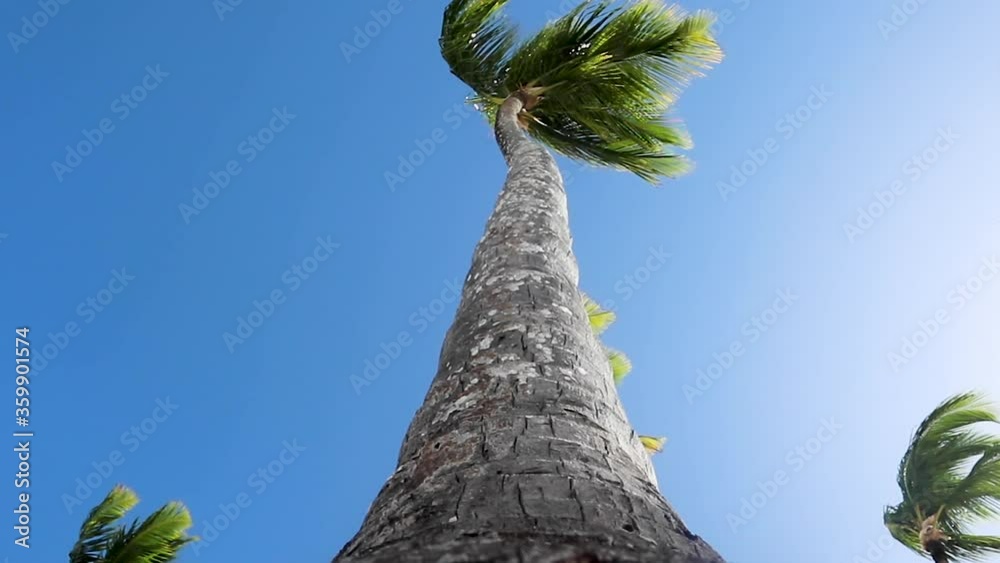 Looking up the trunk of a palm tree. Clear blue sky with sunshine ...