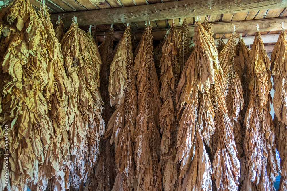 Tobacco leaves drying in the shed. The classic method of drying tobacco ...