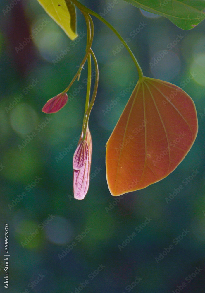 Orchid Tree leaves, wild Bauhinia on close up with blur background ...