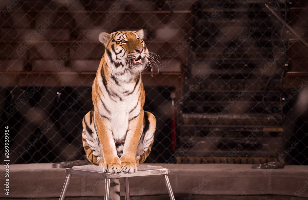 A circus tiger is obediently sitting on a pedestal in the arena. The ...