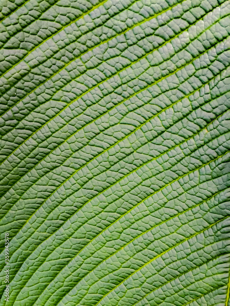 Textura de Hoja Stock Photo | Adobe Stock