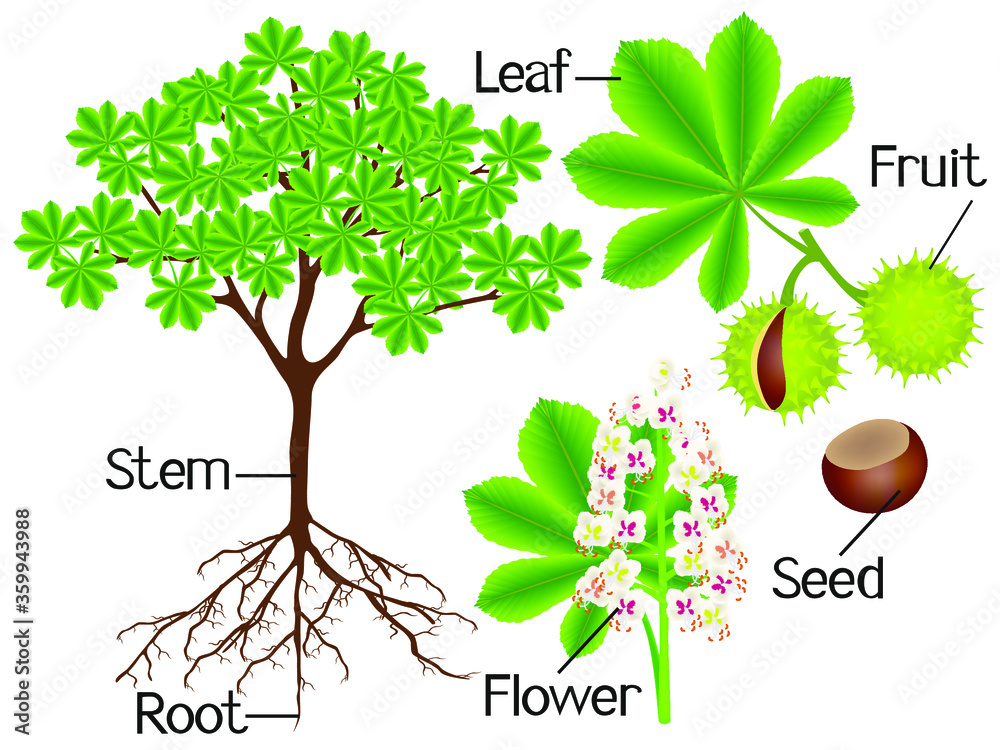 Parts of horse chestnut tree on a white background. Stock Vector ...