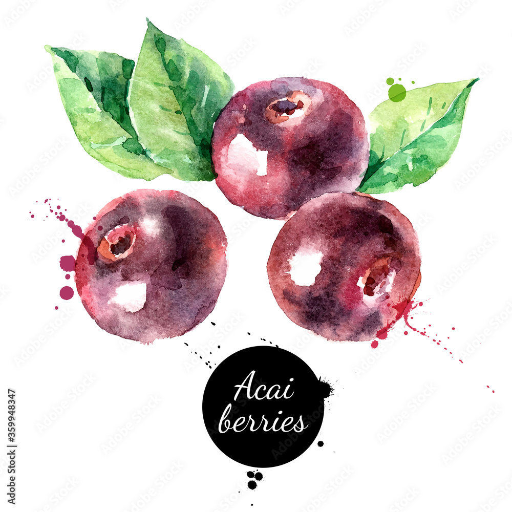 Watercolor hand drawn acai berry illustration. Vector painted sketch ...
