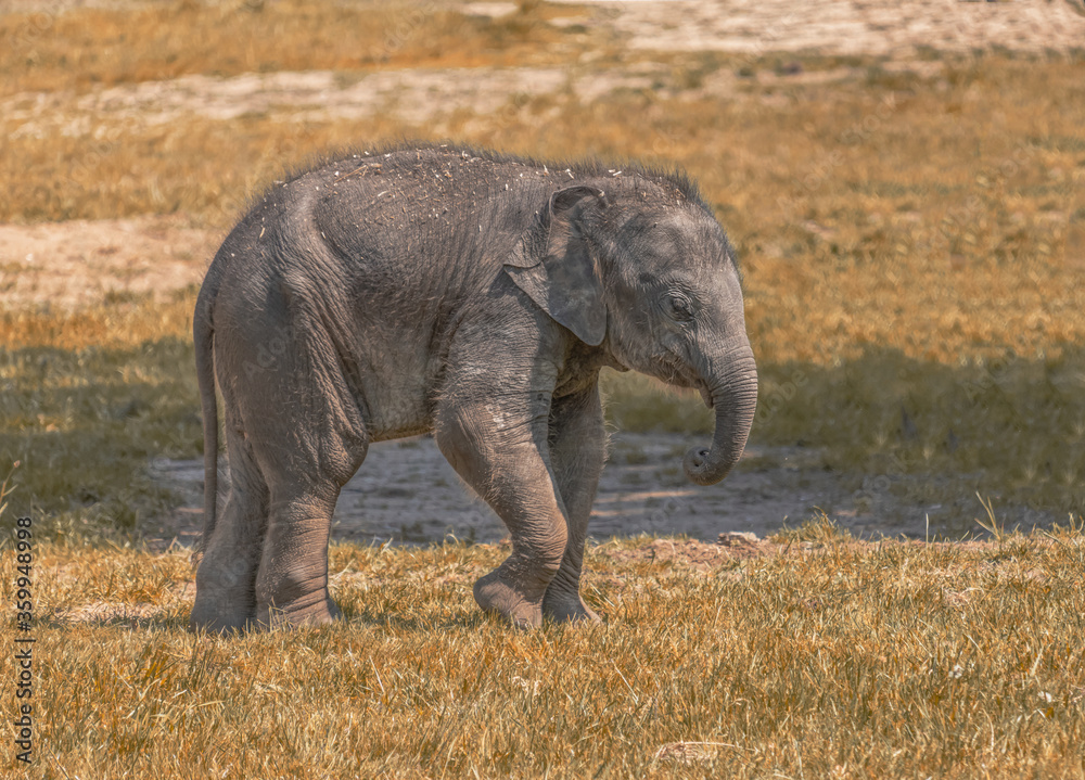 African Elephants Height
