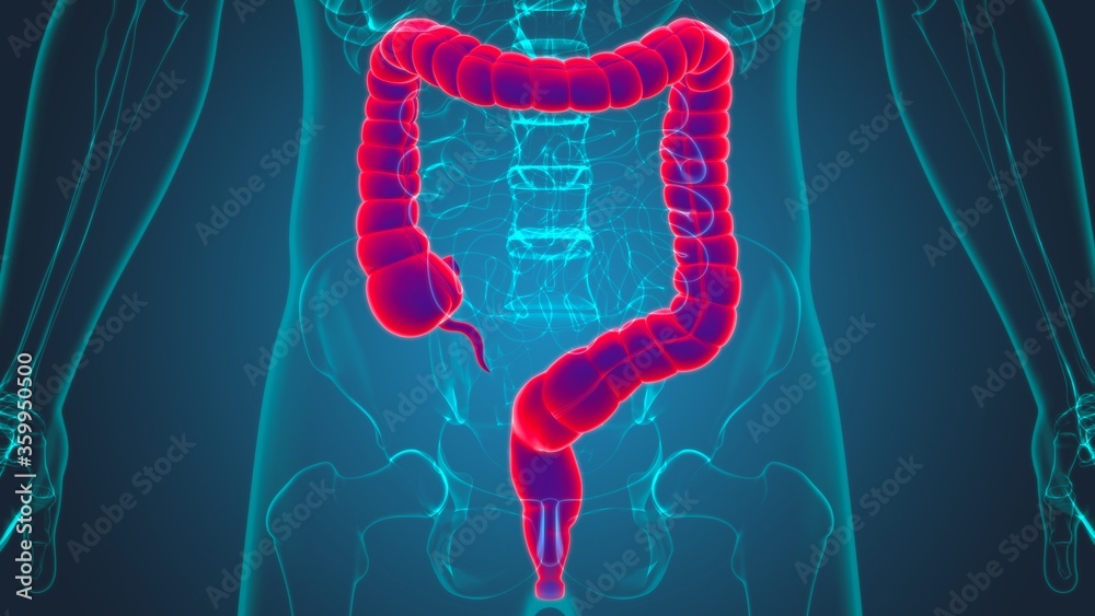 Large Intestine 3D Illustration Human Digestive System Anatomy Stock ...