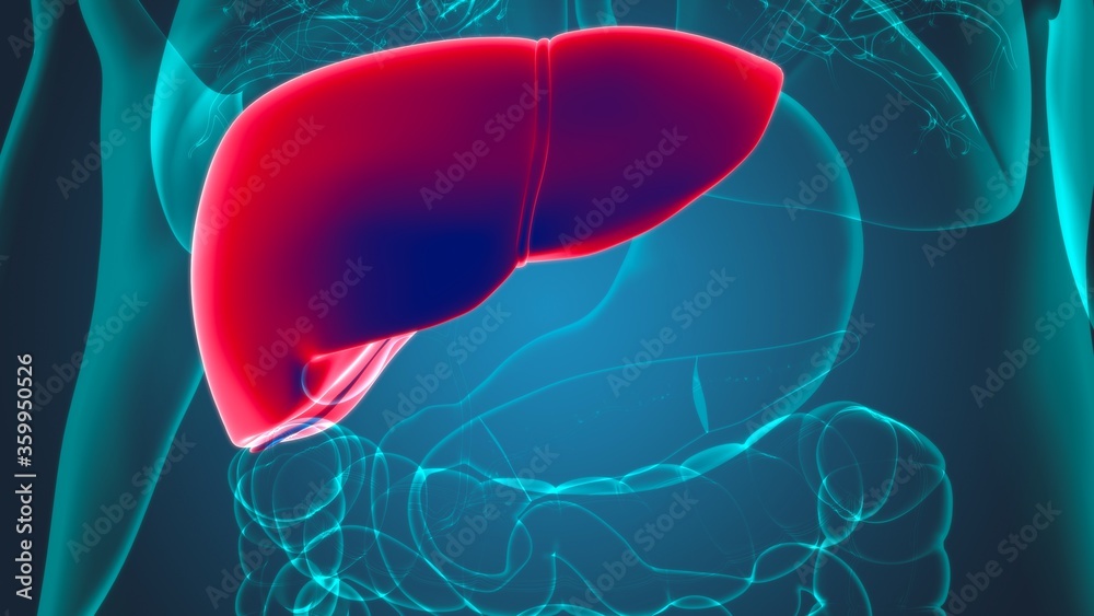 Liver 3D Illustration Human Digestive System Anatomy Stock Illustration ...
