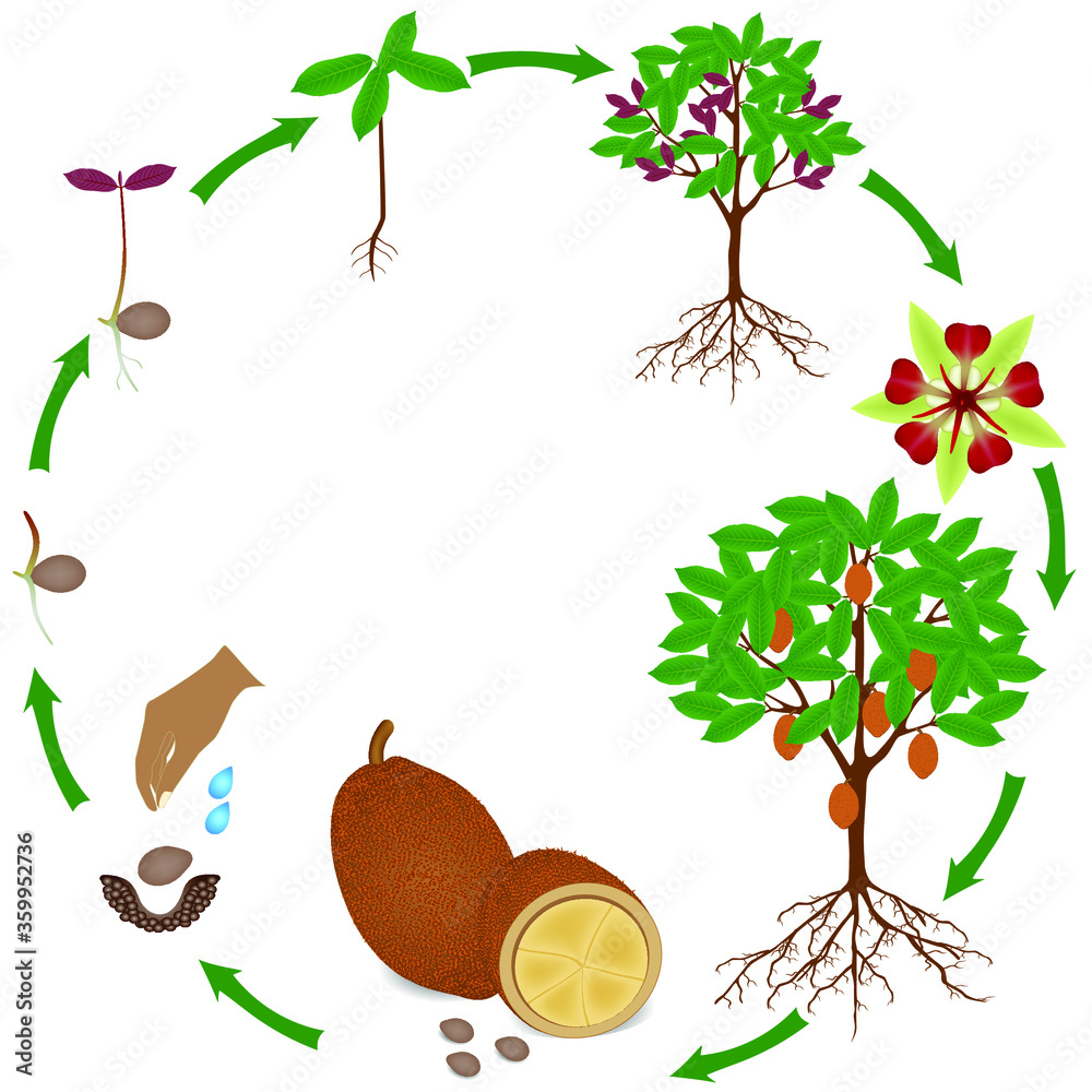 Life cycle of cupuacu cacao plant on a white background. Stock ...