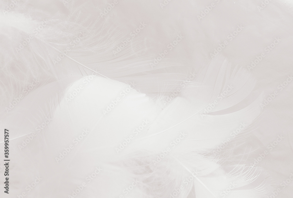Beautiful abstract gray feathers on white background and soft white ...